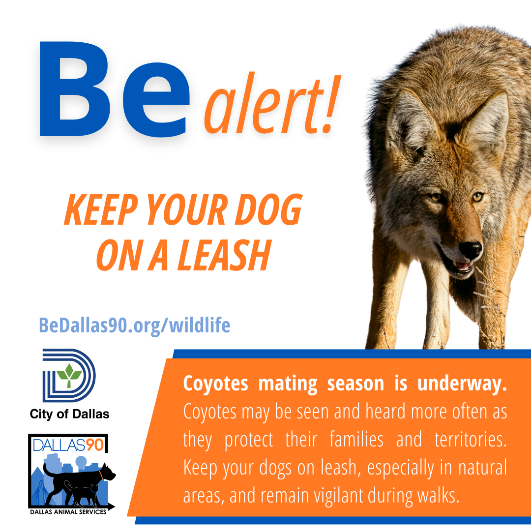 Coyote Mating Season Underway – Important Information for Residents ...
